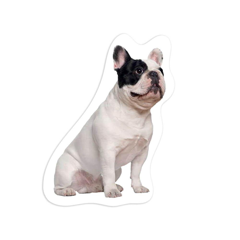 Are French Bulldogs Self Dependent